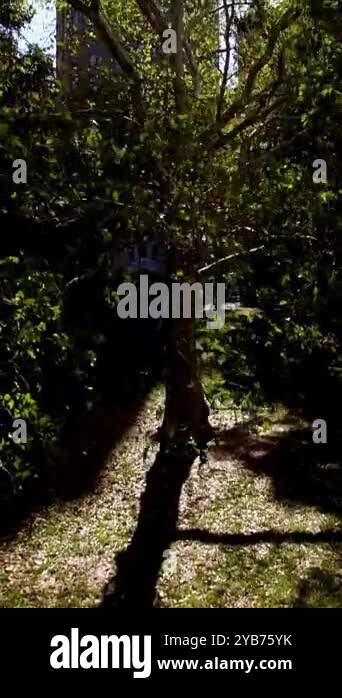 Tree shadow long shadows Stock Videos & Footage - HD and 4K Video Clips ...