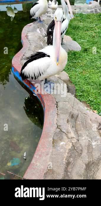 Ponds logo Stock Videos & Footage - HD and 4K Video Clips - Alamy