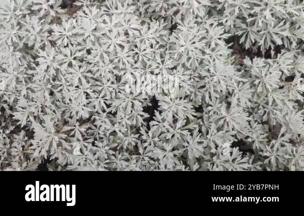 Artemisia stelleriana wormwood plant Stock Videos & Footage - HD and 4K ...