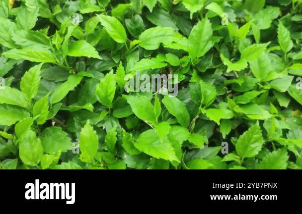 Mallow hibiscus rosa sinensis Stock Videos & Footage - HD and 4K Video ...