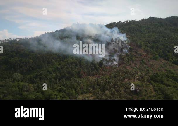 Devastating impact of fires in tropical rainforest suffering on nature destroying ecosystems and ...