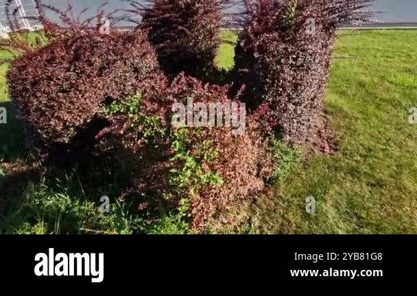 Green shrubs in shape Stock Videos & Footage - HD and 4K Video Clips ...