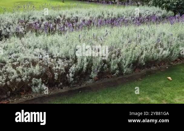 Boxwood hedges Stock Videos & Footage - HD and 4K Video Clips - Alamy