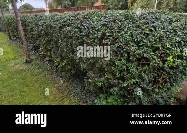 Vegetable hedge Stock Videos & Footage - HD and 4K Video Clips - Alamy