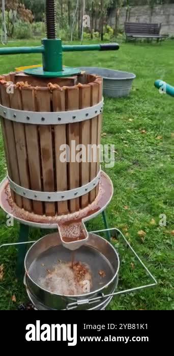 Making homemade cider juice from fallen apples pressing in a hand press ...