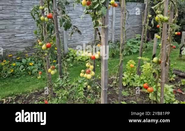 Tomato plant growing string Stock Videos & Footage - HD and 4K Video ...