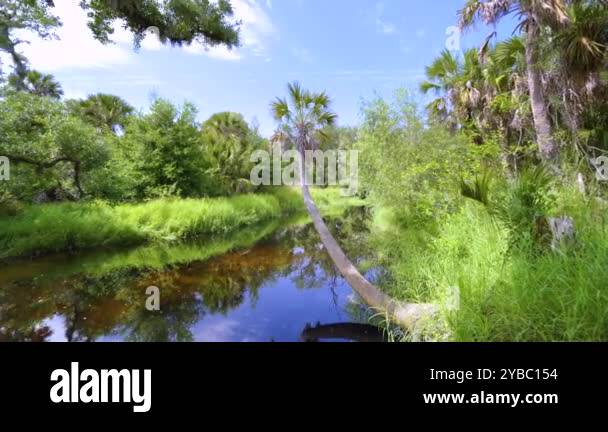 Florida jungle rainforest with river between green palm trees and wild ...