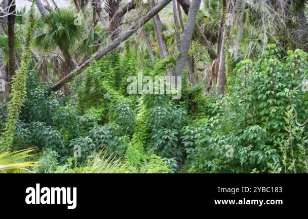 Tropical jungles with green palm trees and wild vegetation in southern ...