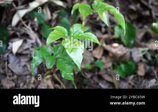 Spear leaves Stock Videos & Footage - HD and 4K Video Clips - Alamy