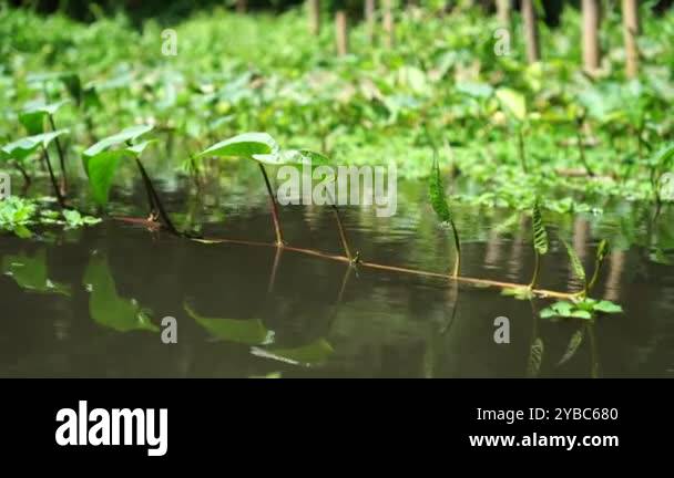 Water spinach (Ipomoea aquatica) grows creeping on the surface of the ...