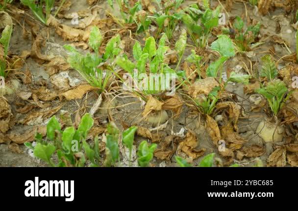 Drought sugar beet dry field land Beta vulgaris altissima, very drying ...
