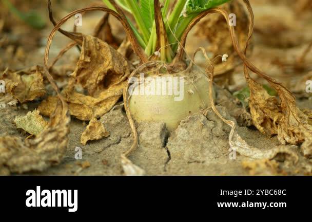 Drought sugar beet dry field land Beta vulgaris altissima, very drying ...