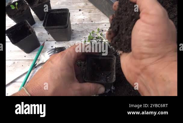 Lack of light plant Stock Videos & Footage - HD and 4K Video Clips - Alamy