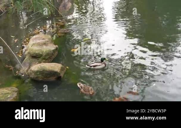 Migration of amphibians Stock Videos & Footage - HD and 4K Video Clips ...