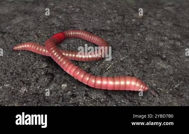 Segmented earthworm Stock Videos & Footage - HD and 4K Video Clips - Alamy