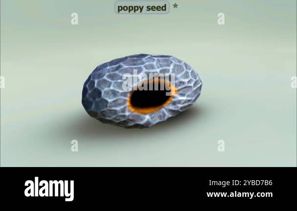 Plants storage organs Stock Videos & Footage - HD and 4K Video Clips ...