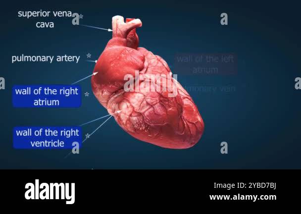 The heart is a muscular organ with four chambers: two atria and two ...