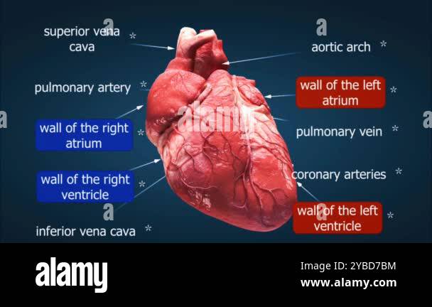 The anatomy of the heart consists of four chambers: the right atrium ...