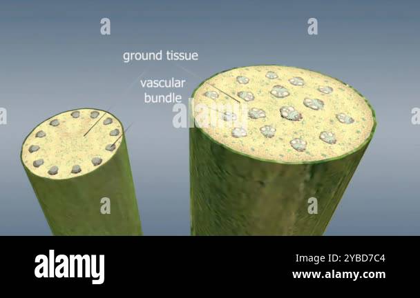 Anatomical cross sections Stock Videos & Footage - HD and 4K Video ...