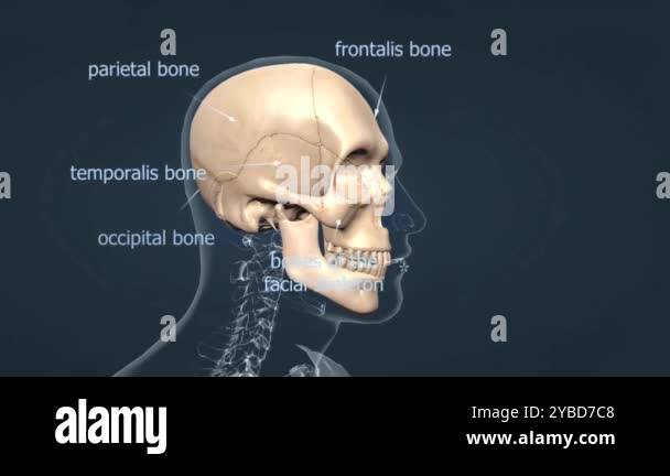 Sagittal suture of parietal bone Stock Videos & Footage - HD and 4K ...