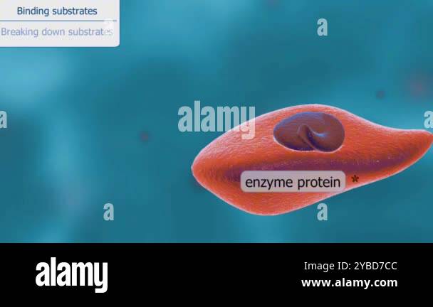 Enzyme reactions Stock Videos & Footage - HD and 4K Video Clips - Alamy