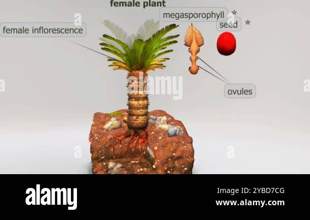 Plants robust root system Stock Videos & Footage - HD and 4K Video ...