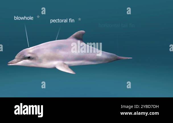 Aquatic life cycle Stock Videos & Footage - HD and 4K Video Clips - Alamy