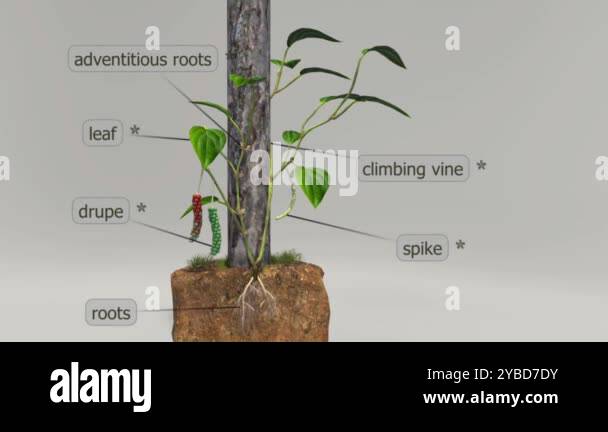 The black pepper plant (Piper nigrum) is a climbing vine with heart ...
