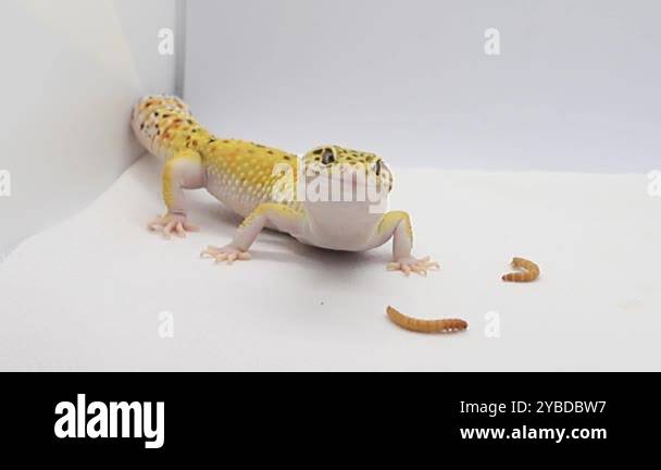 Leopard gecko morph eublepharis Stock Videos & Footage - HD and 4K ...