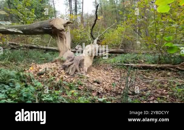 Felled forest landscape Stock Videos & Footage - HD and 4K Video Clips ...