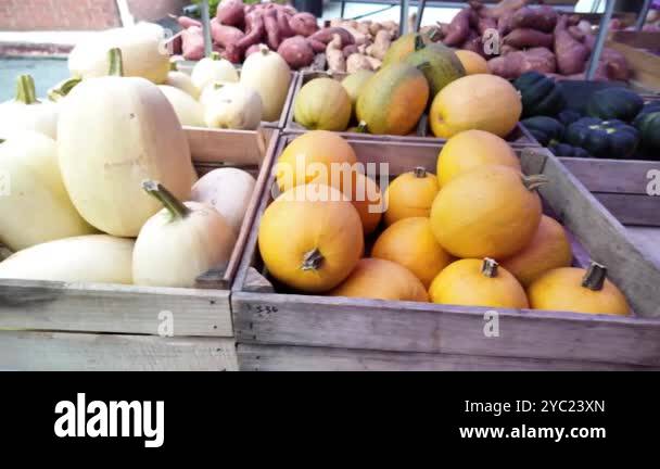 Yellow squash vegetable spaghetti variety display Stock Videos ...