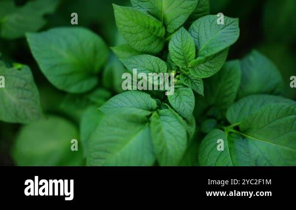 Crop of leaves Stock Videos & Footage - HD and 4K Video Clips - Alamy