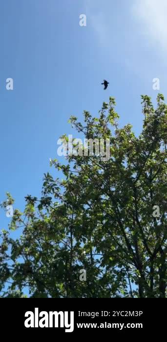 Bird solo Stock Videos & Footage - HD and 4K Video Clips - Alamy