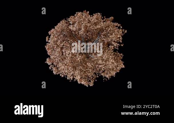 Animated tree, Acer pseudoplatanus, on a black bakground. Known as the ...