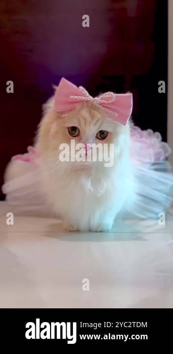 This video shows a fluffy white cat with light orange/cream markings on ...