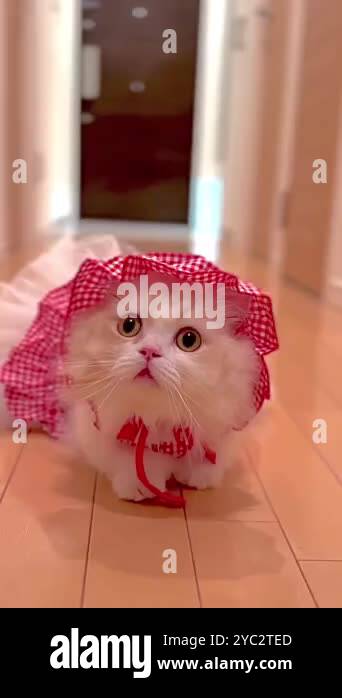 This video shows a fluffy white cat with light orange/cream markings on ...