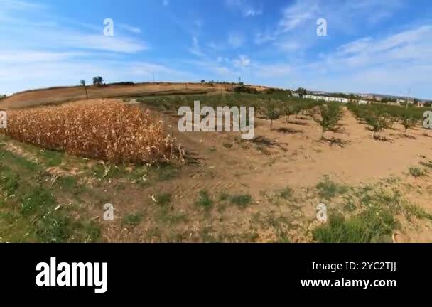 Dry corn stalks standing Stock Videos & Footage - HD and 4K Video Clips ...