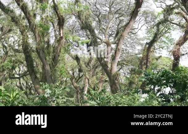 Tropical rainforest outdoors green tree trunks Stock Videos & Footage ...