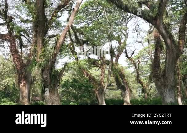 Banyuwangi nature Stock Videos & Footage - HD and 4K Video Clips - Alamy