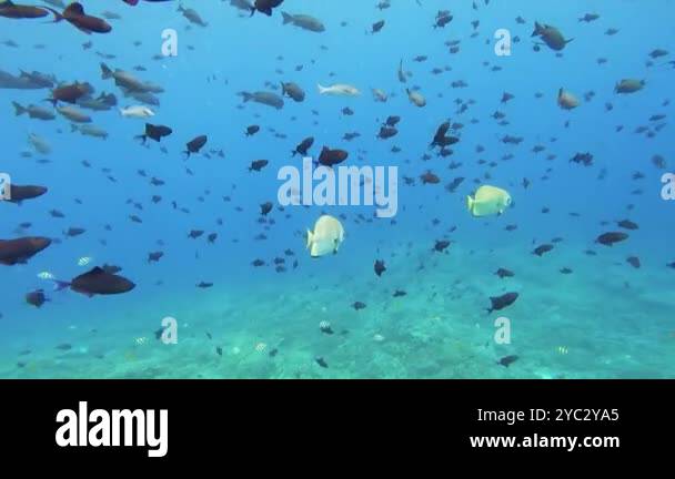 School of quick swimming fish and deep coral reef. Underwater video ...