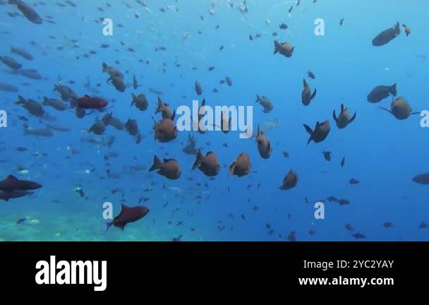 Blue damsel Stock Videos & Footage - HD and 4K Video Clips - Alamy