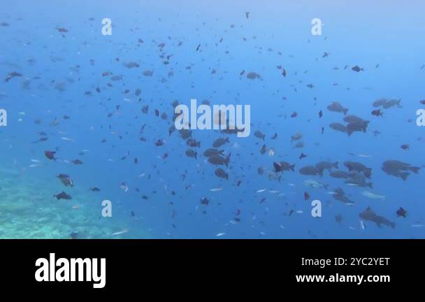 School of quick swimming fish and deep coral reef. Underwater video ...