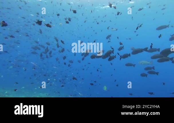 School of feeding fish in the deep ocean. Scuba diving, underwater ...
