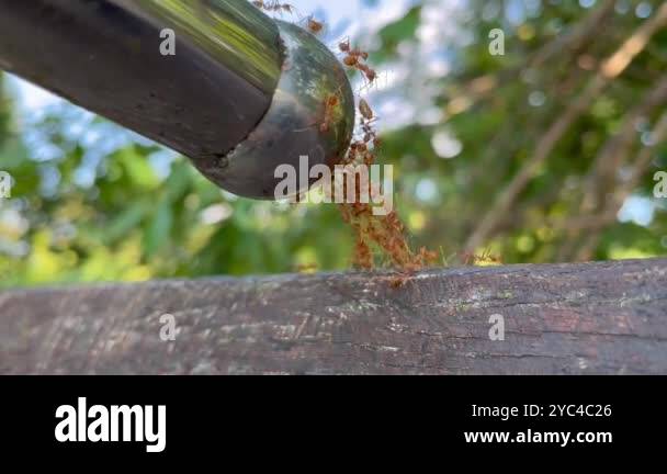 group of red ants walking in a line on a metal pipe, with some ants ...