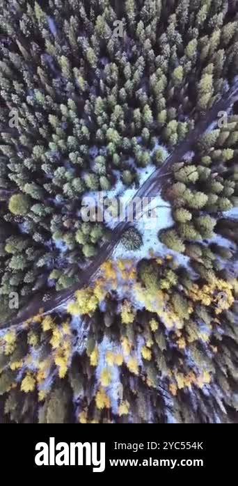 Winter trees green color Stock Videos & Footage - HD and 4K Video Clips ...