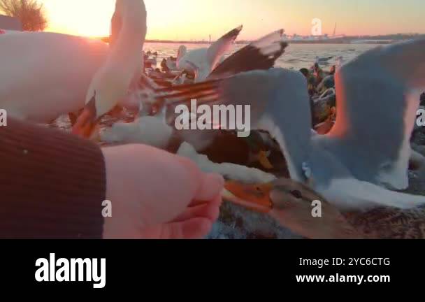 Feeding Birds with Bread Near the River at Sunrise in Cold Winter Day ...