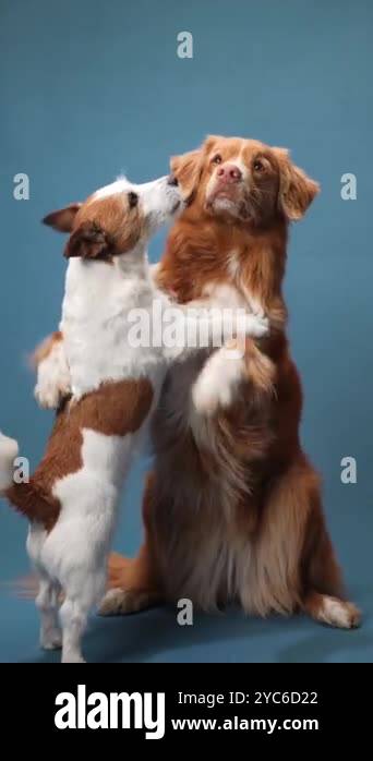 Friendly bond Stock Videos & Footage - HD and 4K Video Clips - Alamy