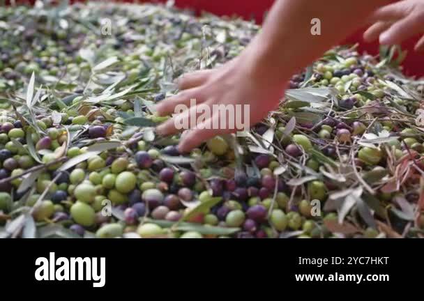 Olive making Stock Videos & Footage - HD and 4K Video Clips - Alamy