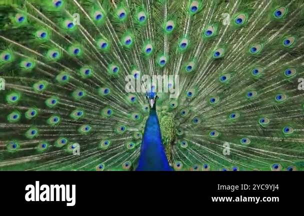 A majestic peacock stands proudly with its vibrant feathers fully fanned out, displaying ...