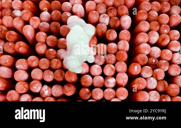 Food Digestion in Small Intestine Wall, Nutrient Absorption ...